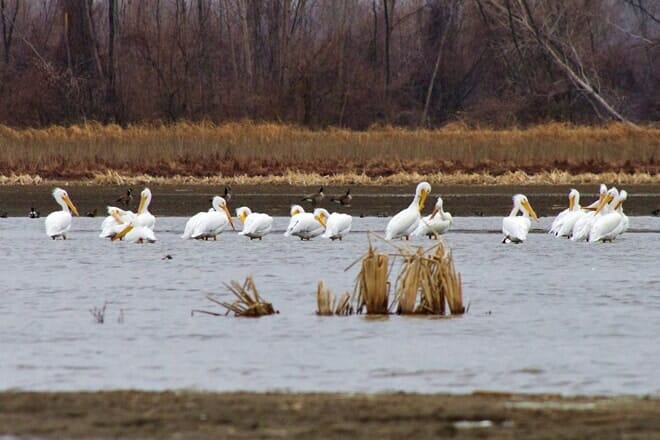 eagle bluffs conservation area