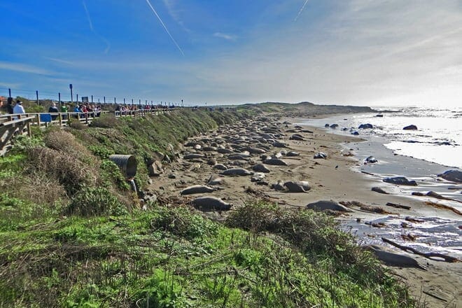 elephant seal vista point