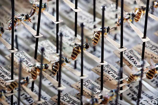 entomology research museum