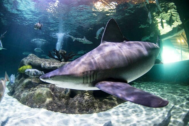 florida keys aquarium encounters