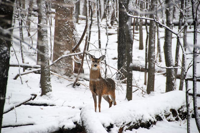 forest park nature center