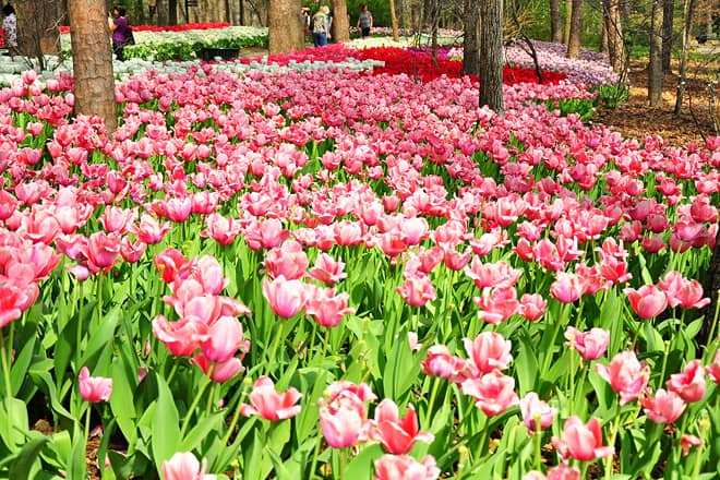 garvan woodland gardens