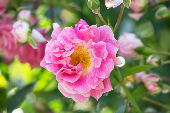 georgeson botanical garden