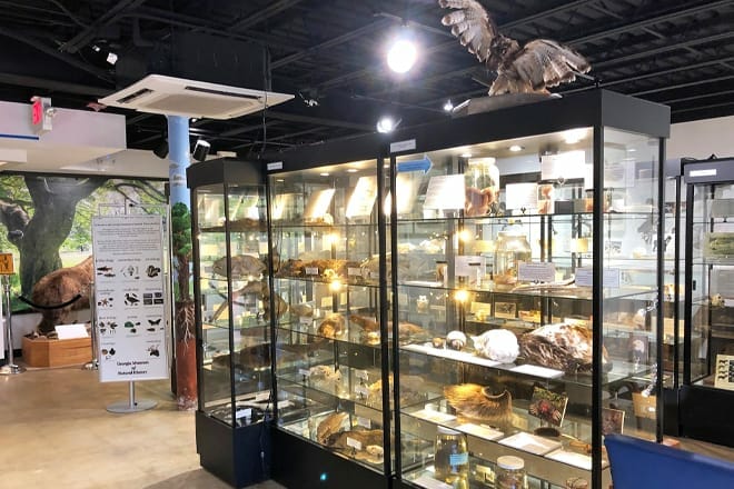 georgia museum of natural history