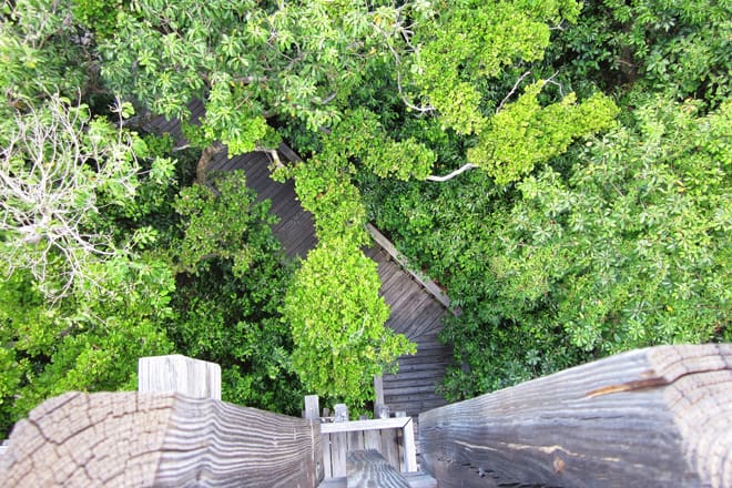 gumbo limbo nature center