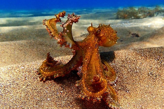 heal the bay aquarium