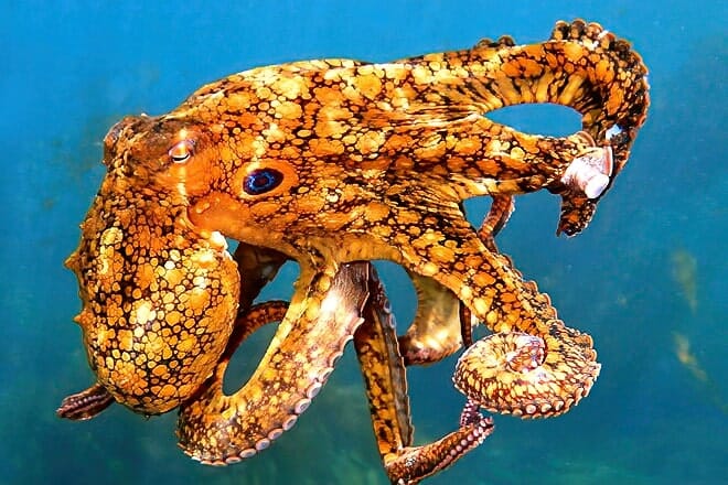 heal the bay aquarium