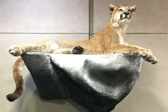 illinois state museum