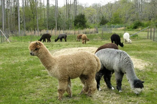 jersey shore alpacas