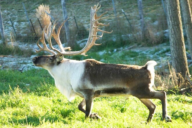 large animal research station