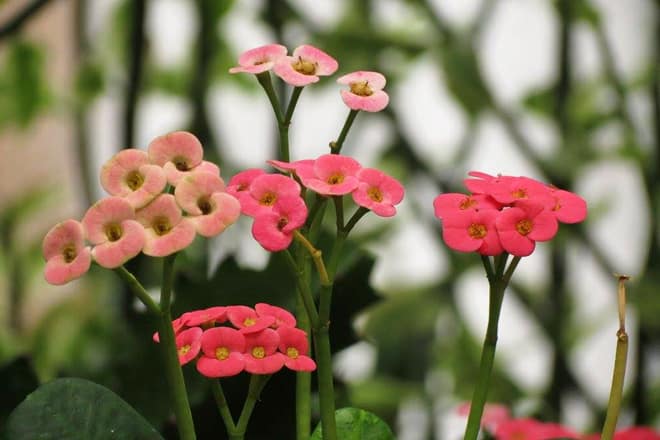 luthy botanical garden