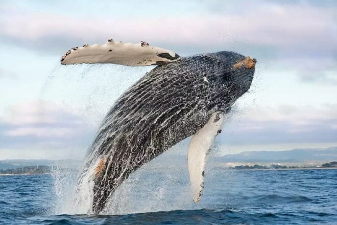 monterey bay national marine sanctuary