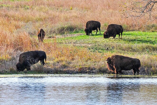 pioneer park nature center