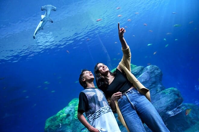 point defiance zoo and aquarium