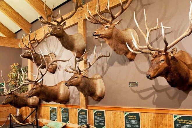 rocky mountain elk foundation