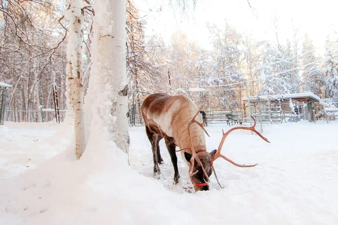 running reindeer ranch