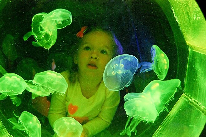 santa barbara museum of natural history