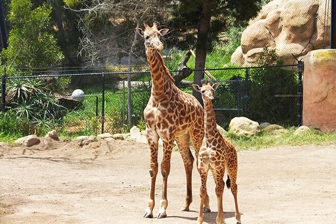 santa barbara zoo