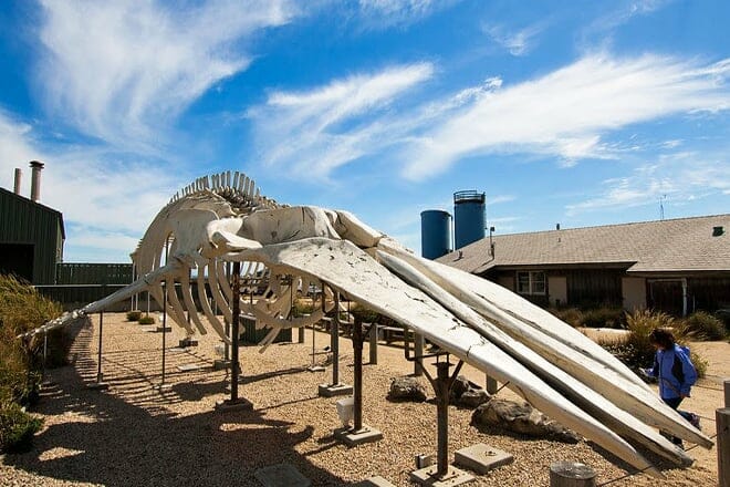seymour marine discovery center