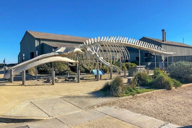seymour marine discovery center