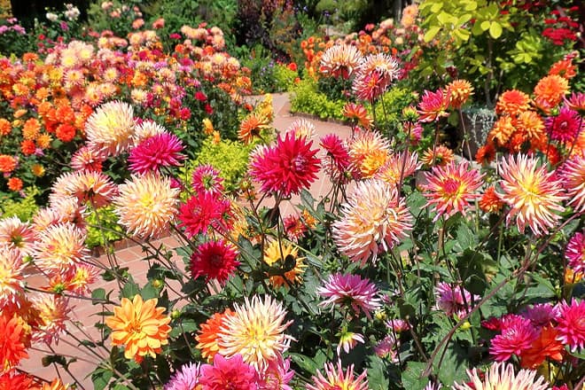 sherman library and gardens