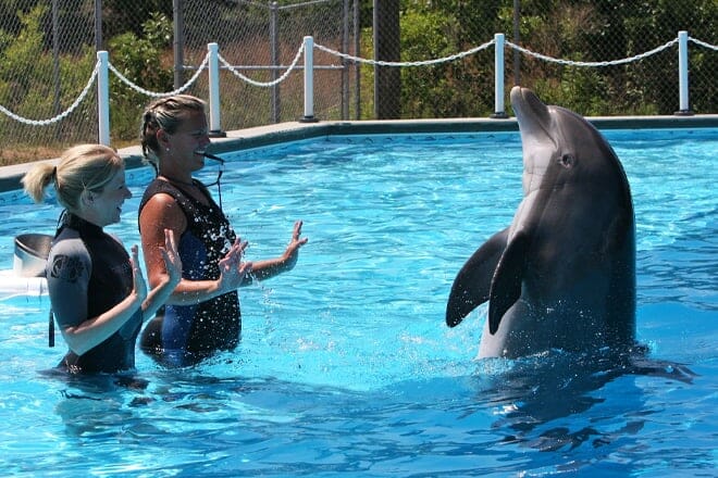 the institute for marine mammal studies