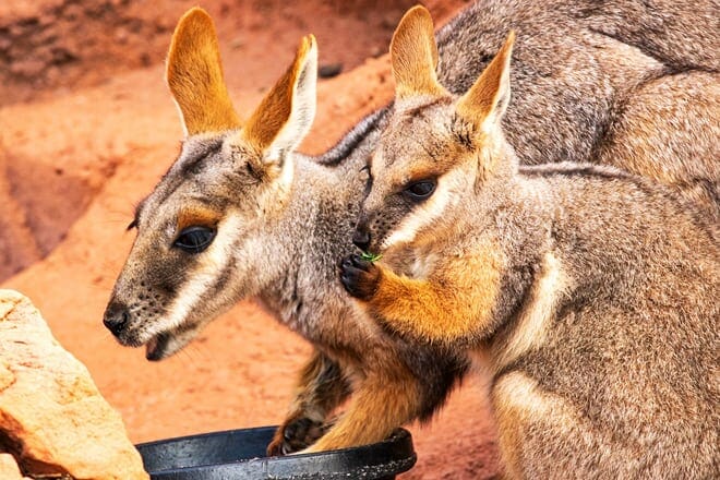 the living desert zoo and gardens