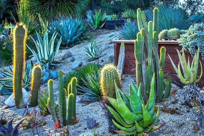 ucsc arboretum and botanic garden