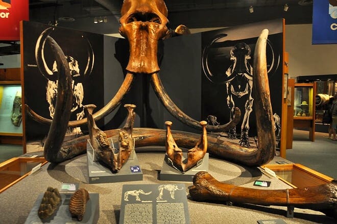 university of alaska museum of the north