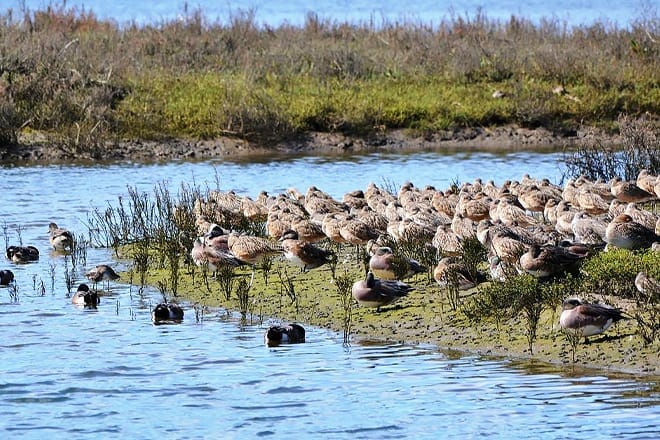 upper newport bay nature preserve