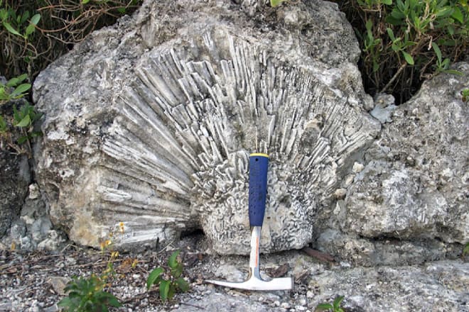 windley key fossil reef geological state park