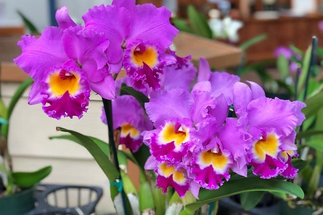 akatsuka orchid gardens