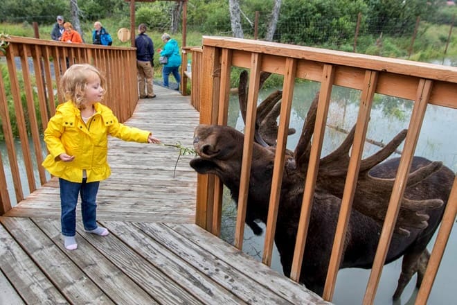 alaska wildlife conservation center