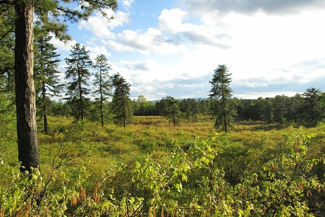 albany pine bush preserve