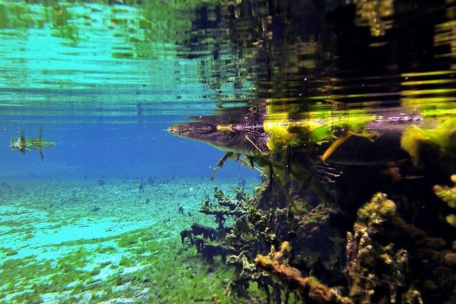 alexander springs recreation area