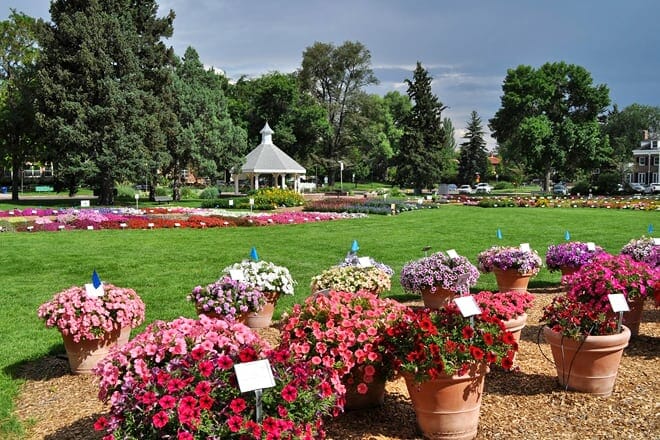 annual flower trial garden