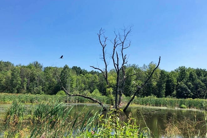 blandford nature center