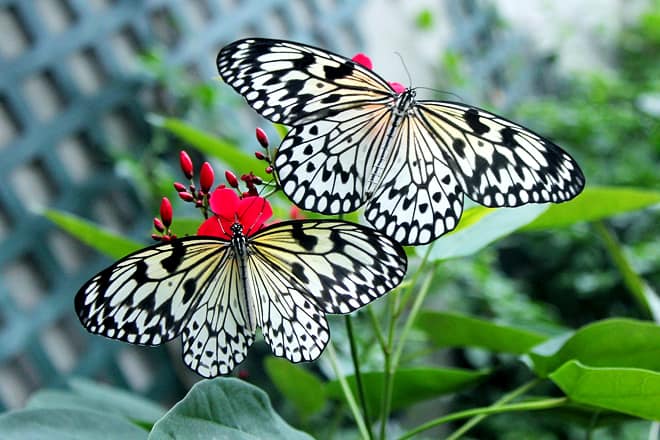 butterfly house & aquarium
