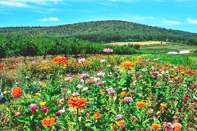catoctin mountain orchard