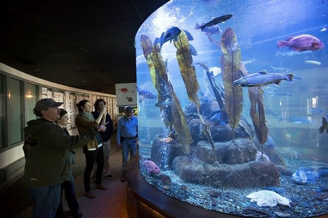 dipac macaulay salmon hatchery