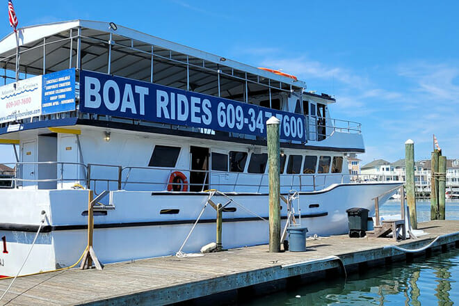 Dolphin Watching Ocean Cruise Adventure