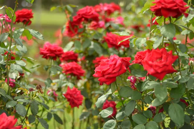 el paso municipal rose garden