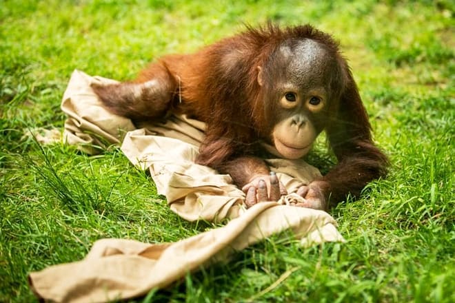 erie zoo & botanical gardens