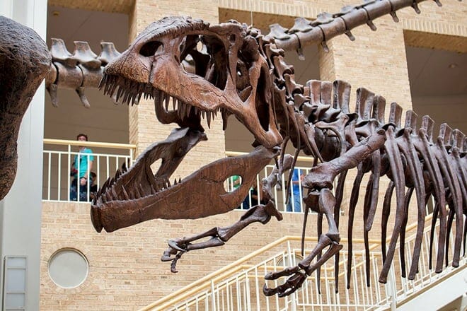 fernbank museum of natural history