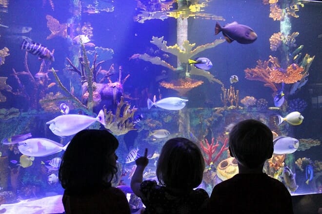great lakes aquarium