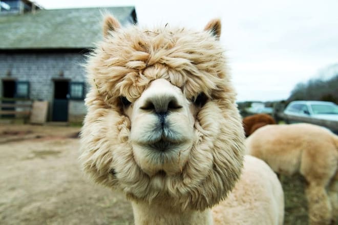 island alpaca company of martha's vineyard