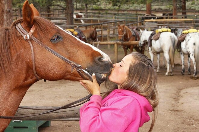 jacksons stables inc