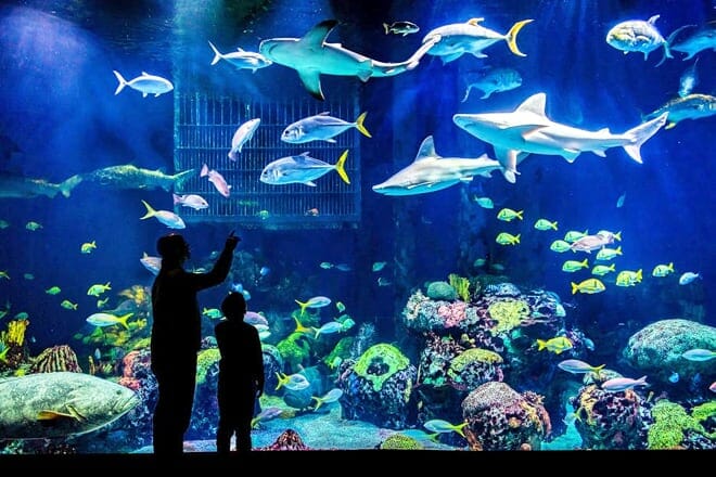 johnny morris' wonders of wildlife