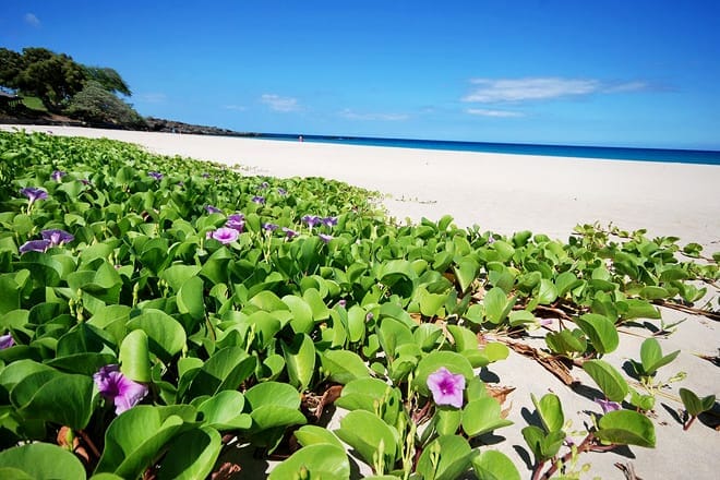kaunaoa beach