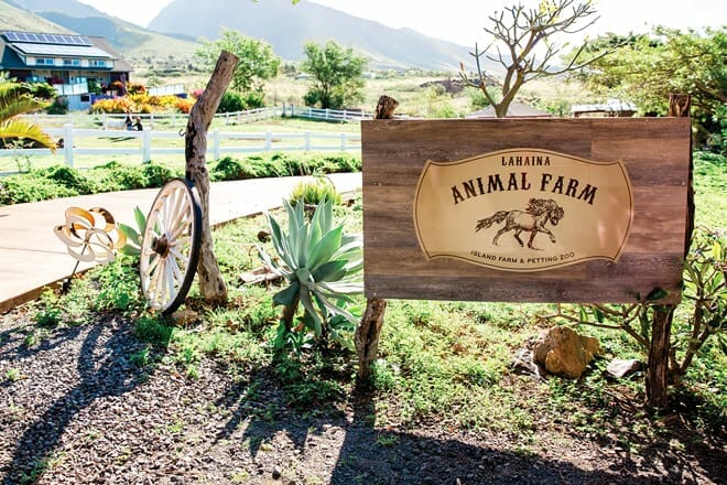 maui animal farm